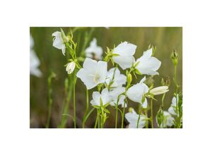 4063654290551 - Campanula persicifolia Grandiflora Alba Glockenblume weiß ca 9x9 cm Topf