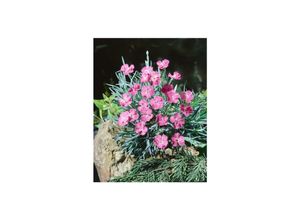 4063654293347 - Dianthus gratianop Blaureif Nelke blaugrün ca 9x9 cm Topf