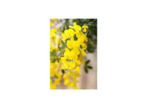 4063654319153 - Cytisus scoparius Gelber Funke Besenginster gelb 30–40 cm