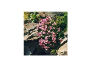 4063654296430 - Geranium dalmaticum Balkan-Storchschnabel rosa ca 9x9 cm Topf