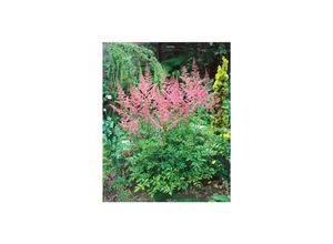 4063654289050 - Astilbe x arendsii Bressingham Beauty rosa Blüten ca 9x9 cm Topf