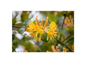 4063654220084 - Lonicera tellmanniana Geißblatt orange-gelb 40–60 cm