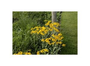 4063654297611 - Helenium hoopesii Sonnenbraut leuchtend gelb ca 9x9 cm Topf