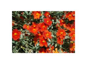 4063654297932 - Helianthemum x cult Fire Dragon Sonnenröschen leuchtend rot ca 9x9 cm Topf