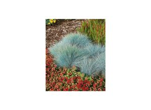 4063654295570 - Festuca glauca Elijah Blue Blauschwingel ca 9x9 cm Topf