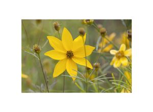4063654292340 - Coreopsis verticillata Grandiflora Mädchenauge gelb ca 9x9 cm Topf