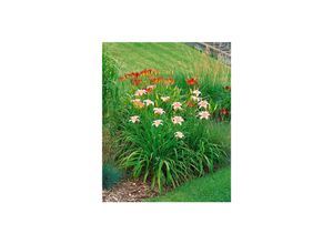 4063654298892 - Hemerocallis x cult Luxury Lace Taglilie rosa ca 9x9 cm Topf