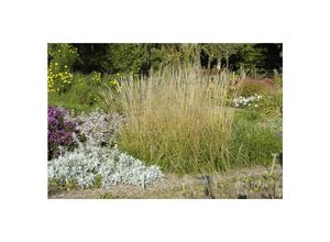 4063654290179 - Calamagrostis x acutiflora Waldenbuch Reitgras ca 9x9 cm Topf