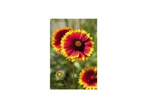 4063654296034 - Gaillardia x grandiflora Arizona Sun Kokardenblume rot-gelb ca 9x9 cm Topf 4063654296034 - Gaillardia x grandiflora Arizona Sun Kokardenblume rot-gelb ca 9x9 cm Topf