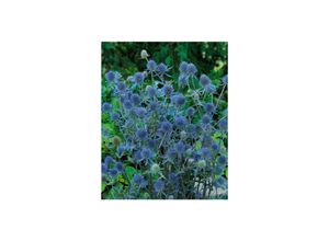 4063654295082 - Eryngium planum Blauer Zwerg Edeldistel stahlblau ca 9x9 cm Topf
