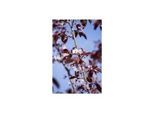 4063654813569 - Prunus cerasifera Nigra Blutpflaume dunkelrot 60–100 cm