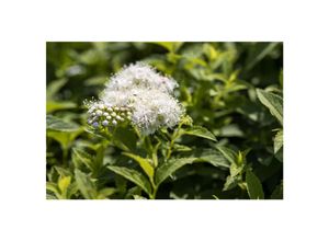 4063654315070 - Spiraea japonica Albiflora Japanische Spiere weiß 15–20 cm 4063654315070 - Spiraea japonica Albiflora Japanische Spiere weiß 15–20 cm