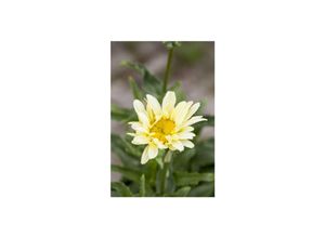 4063654302742 - Leucanthemum x superbum Banana Cream Margerite gelb ca 9x9 cm Topf