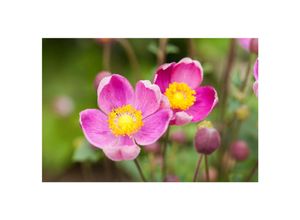 4063654256106 - Anemone hupehensis Praecox Herbst-Anemone rosa ca 9x9 cm Topf