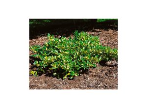 4063654317869 - Euonymus fortunei Sunspot Kriechspindel ca 9x9 cm Topf