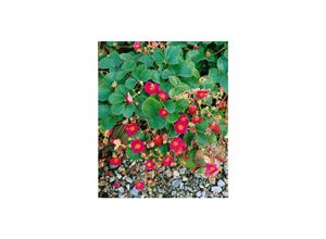 4063654295884 - Fragaria x ananassa Lipstick -R- Erdbeere ca 9x9 cm Topf