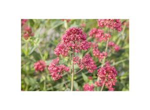 4063654256984 - Centranthus ruber Coccineus Rote Spornblume ca 9x9 cm Topf