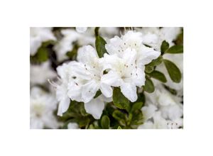 4063654328735 - Rhododendron obt Diamant Weiß Rhododendron weiß 20–25 cm