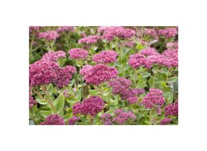 4063654259619 - Sedum telephium Herbstfreude Fetthenne rosa Blüten ca 9x9 cm Topf
