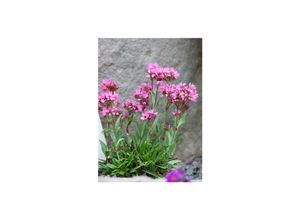 4063654303558 - Lychnis alpina Alpen-Leimkraut rosa Blüten ca 9x9 cm Topf