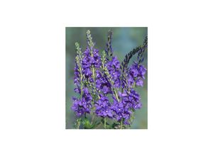 4063654314431 - Veronica teucrium Shirley Blue Ehrenpreis blau ca 9x9 cm Topf