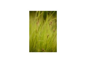 4063654236108 - Carex brunnea Honeymoon Ziergras 2 Liter Container
