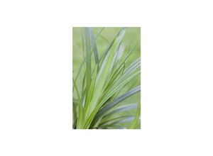 4063654245193 - Carex morrowii ssp foliosiss Irish Green Ziergras 2 Liter Container