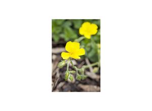 4063654297956 - Helianthemum x cult Golden Queen Sonnenröschen gelb ca 9x9 cm Topf 4063654297956 - Helianthemum x cult Golden Queen Sonnenröschen gelb ca 9x9 cm Topf