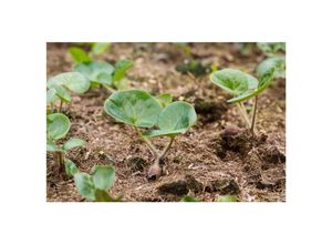 4063654256526 - Asarum europaeum Haselwurz immergrün ca 9x9 cm Topf