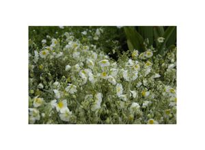 4063654298007 - Helianthemum x cult Snow Queen Sonnenröschen weiß ca 9x9 cm Topf