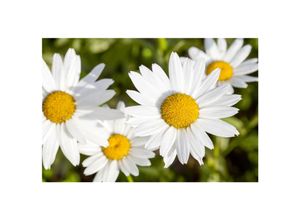 4063654302728 - Leucanthemum vulgare Margerite weiß ca 9x9 cm Topf