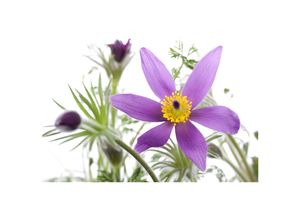4063654309291 - Pulsatilla vulgaris Pinwheel Blau Küchenschelle blau ca 9x9 cm Topf