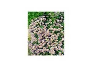 4063654294863 - Erigeron glaucus Strand-Berufkraut ca 9x9 cm Topf blauviolett