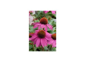 4063654294306 - Echinacea purpurea PowWow Wild Berry Purpursonnenhut ca 9x9 cm Topf