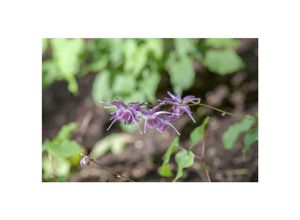 4063654294528 - Epimedium grandiflorum Lilafee Elfenblume lila ca 9x9 cm Topf