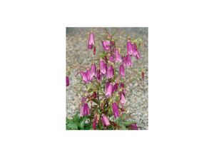 4063654290674 - Campanula punctata Rubriflora Glockenblume rot ca 9x9 cm Topf