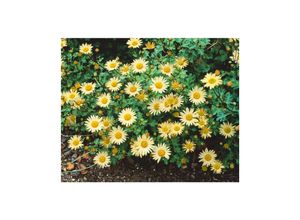 4063654287056 - Chrysanthemum Arcticum-Hyb Schwefelglanz schwefelgelb ca 9x9 cm Topf