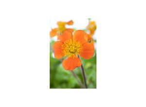 4063654297246 - Geum coccineum Borisii Nelkenwurz leuchtend orange ca 9x9 cm Topf
