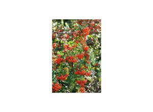 4063654821496 - Pyracantha Mohave Feuerdorn orange-rot 40–60 cm