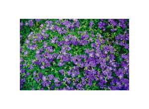 4063654289357 - Aubrieta x cult Blaumeise Blaukissen blau ca 9x9 cm Topf