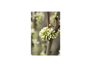 4063654836278 - Cercis chinensis Shirobana Judasbaum weiß-rosa Blüten 60–80 cm