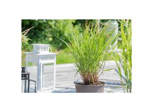 4063654306511 - Panicum virgatum Rehbraun Rutenhirse braun ca 9x9 cm Topf
