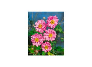 4063654286455 - Anemone japonica Bressingham Glow Herbstanemone rosa ca 9x9 cm Topf
