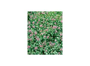 4063654302285 - Lamium maculatum Pink Pewter Taubnessel rosa ca 9x9 cm Topf