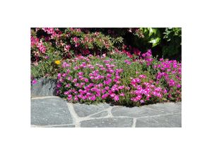 4063654292821 - Delosperma cooperi rosa ca 9x9 cm Topf