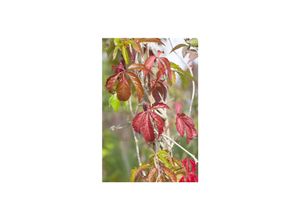 4063654220114 - Parthenocissus quinquefolia Engelmannii Wilder Wein 40–60 cm