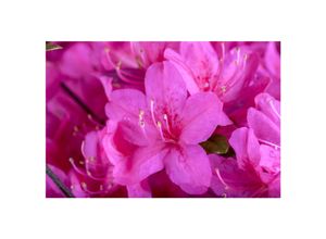 4063654328667 - Rhododendron obt Diamant Purpur Rhododendron purpur 15–20 cm