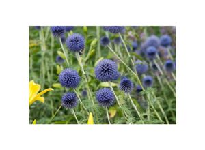 4063654294405 - Echinops banaticus Blue Globe Kugeldistel blau ca 9x9 cm Topf