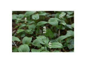 4063654303893 - Maianthemum bifolium Zweiblättriges Schattenblümchen ca 9x9 cm Topf 4063654303893 - Maianthemum bifolium Zweiblättriges Schattenblümchen ca 9x9 cm Topf