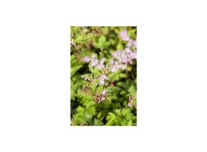 4063654257622 - Filipendula palmata Kahome Mädesüß rosa Blüten ca 9x9 cm Topf